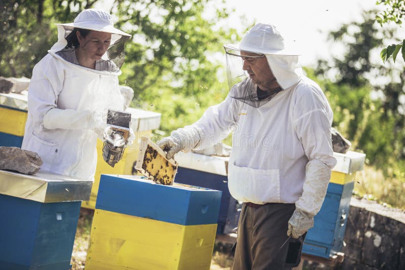 Imker, die Honig sammeln. stockfoto. Bild von kolonie - 254226390