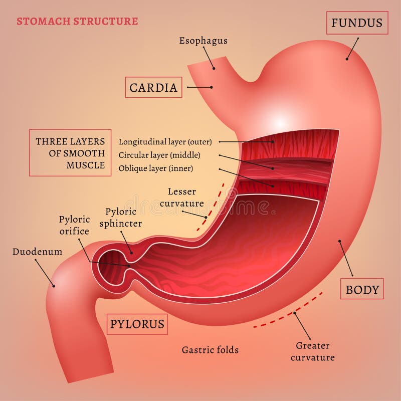 Immagine Dello Stomaco Di Vettore Illustrazione Vettoriale ...