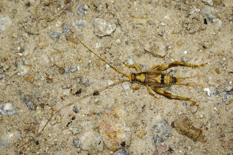 Immagine Di Un Cricket Marrone Sulla Terra Insetto Fotografia Stock ...