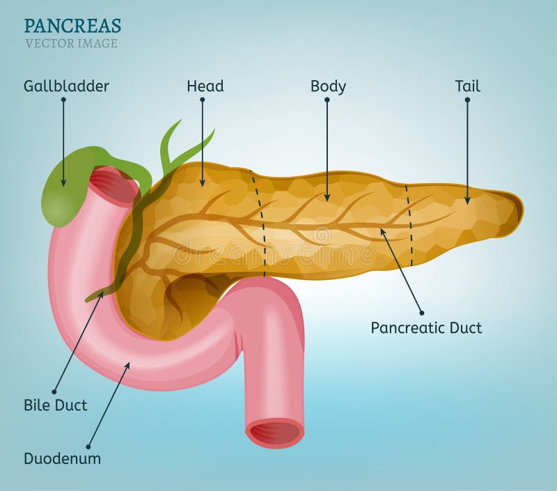 Immagine Di Vettore Del Pancreas Illustrazione Vettoriale ...