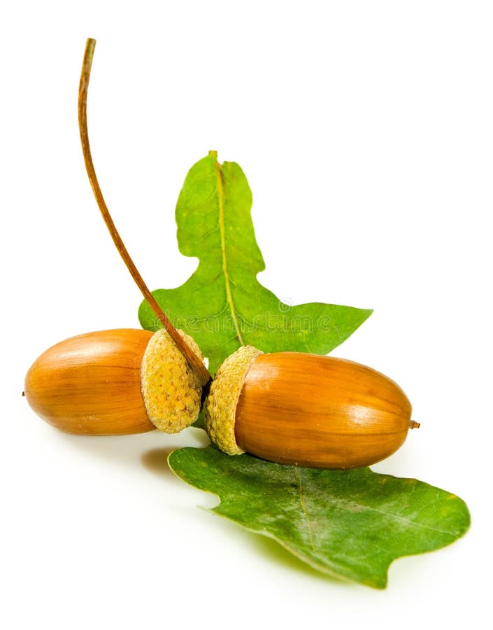 Immagine Della Ghianda, Della Castagna E Del Bumpon Su Un Fondo ...