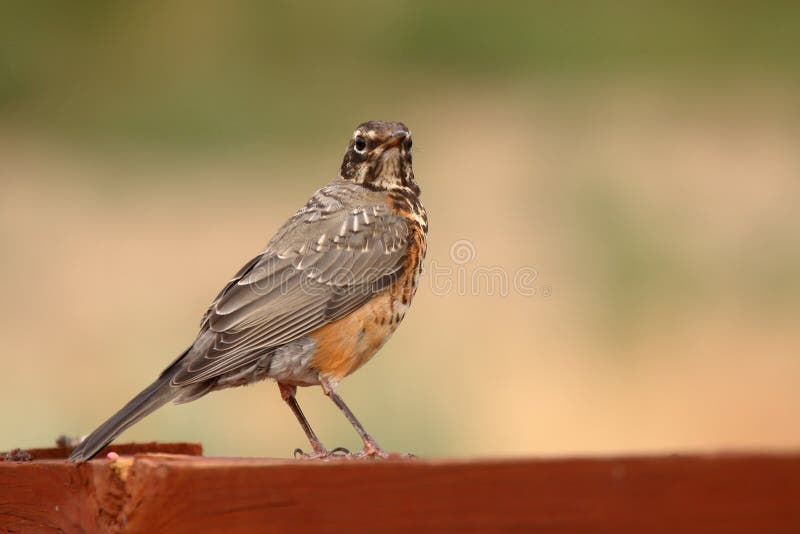 Immature American Robin Stock Photos - Free & Royalty-Free Stock Photos ...