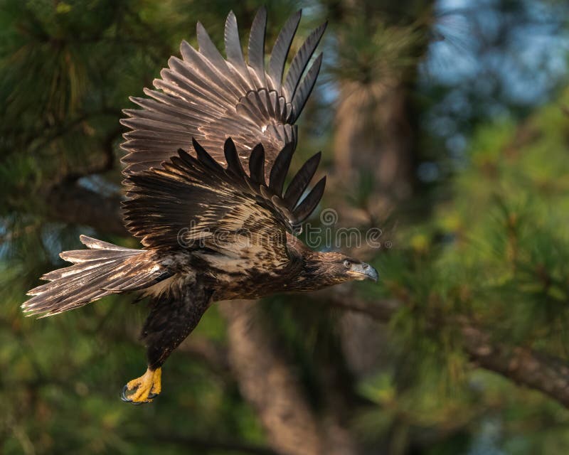 Immature Bald Eagle stock image. Image of matt, rescue - 280759261