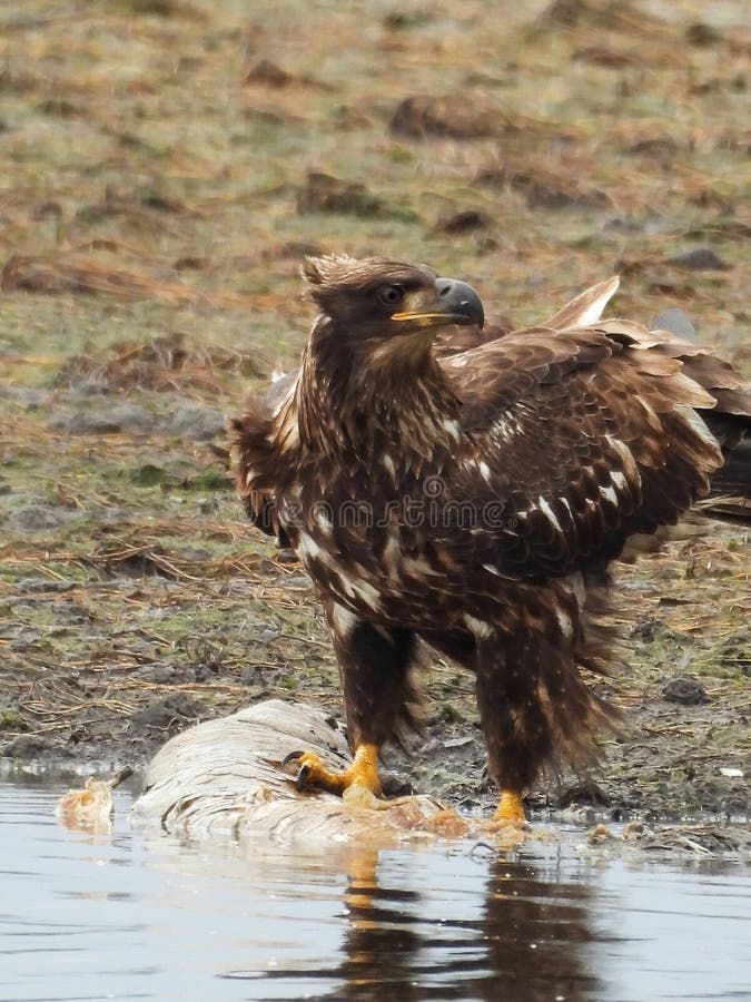 Immature Bald Eagle Guarding Dead Fish Dinner in Marshland Stock Image ...