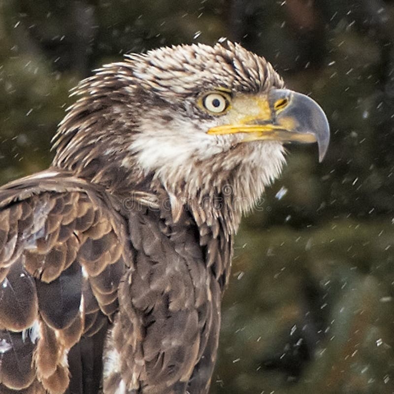 378 Eagle Falling Stock Photos - Free & Royalty-Free Stock Photos from ...