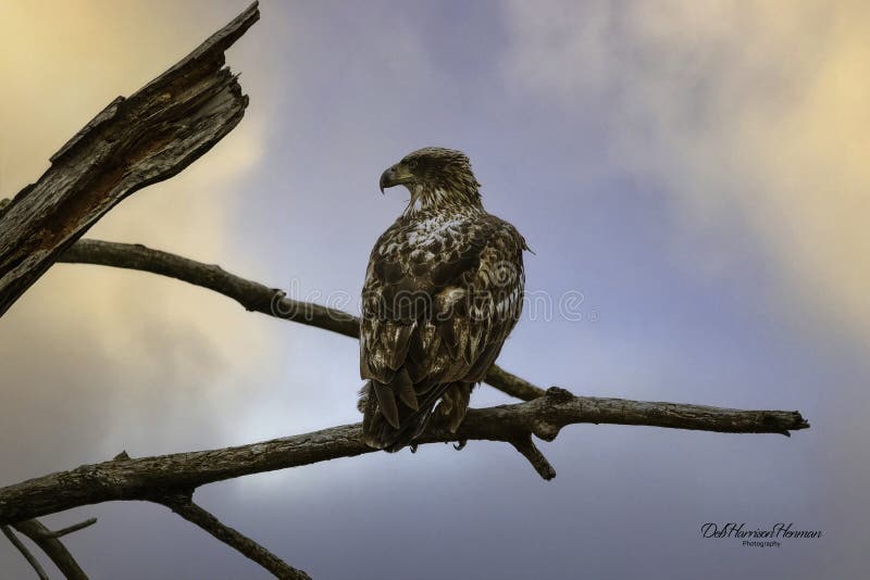 Immature Bald Eagle Side View on Branch Stock Photo - Image of wildlife ...
