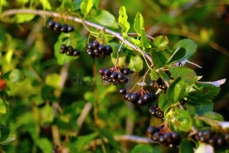 Immature Black Mountain Ash on a Branch Stock Image - Image of juicy ...
