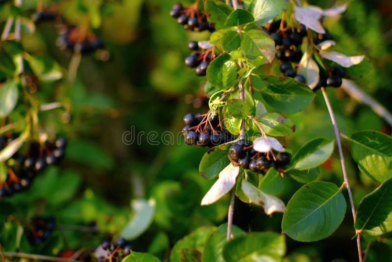 Immature Black Mountain Ash on a Branch Stock Photo - Image of garden ...