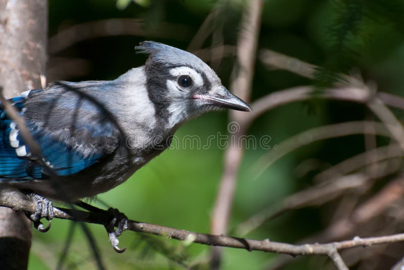 Immature Blue Jay in Tree stock image. Image of resting - 23775941