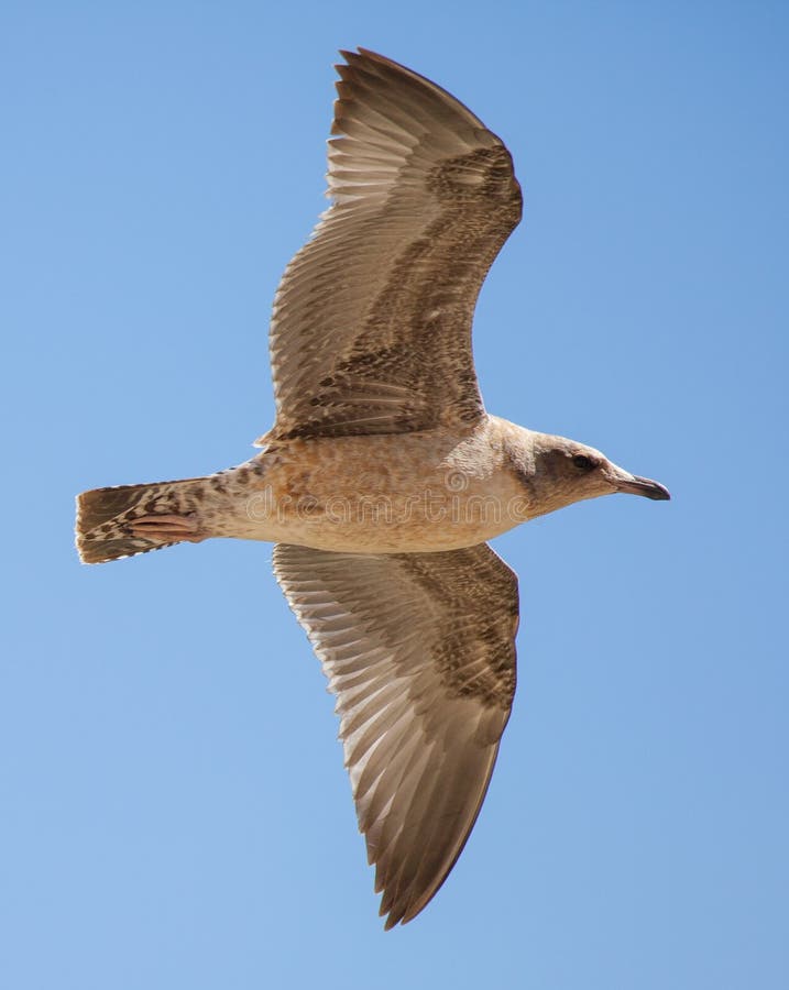 Immature California Gull Flying Stock Image - Image of underneath ...