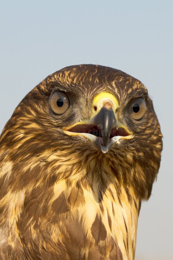Immature Common Buzzard - Close-up / Buteo Buteo Stock Image - Image of ...