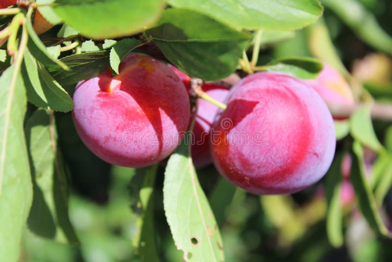 Immature Common PlumPrunus Domestica Fruit on Plum Tree Stock Image ...