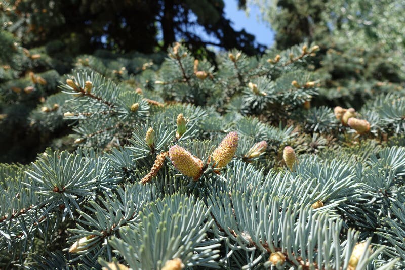 Immature Cones on Branches of Blue Spruce Stock Image - Image of ...