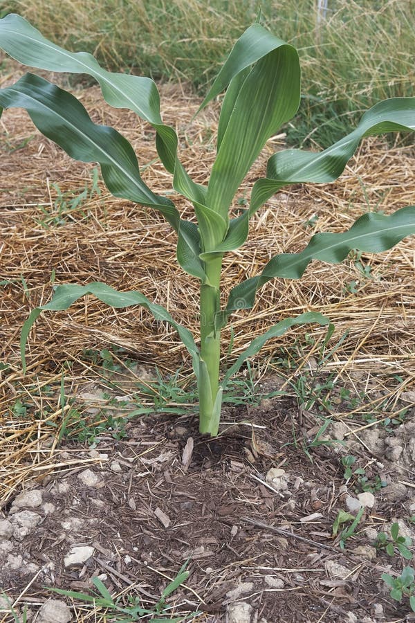 Immature Cornstalk Just Sprouting Stock Image - Image of patch, crop ...