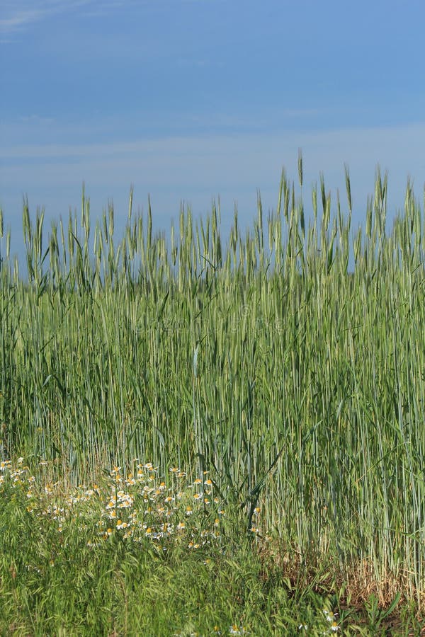 Immature ears of the rye stock image. Image of cereal - 41167743