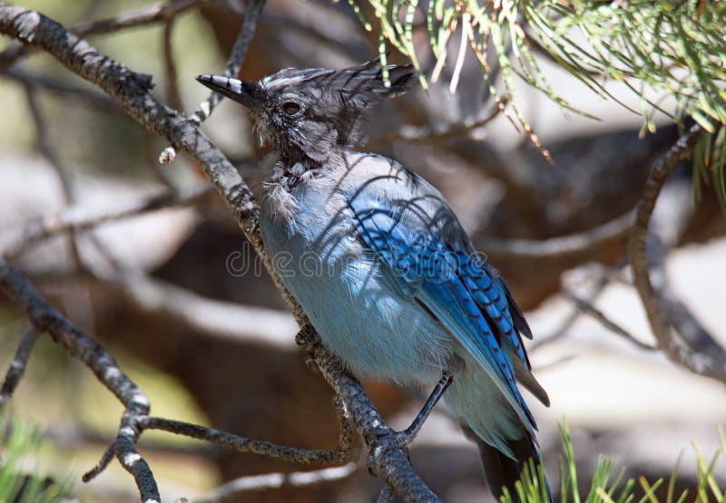 A Steller`s Jay Fledgling Jay Immature Stock Image - Image of tree ...
