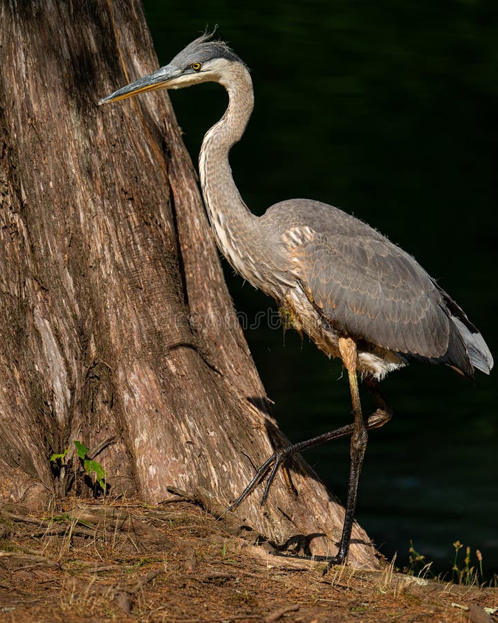 Immature Great Blue Heron stock image. Image of island - 250475655