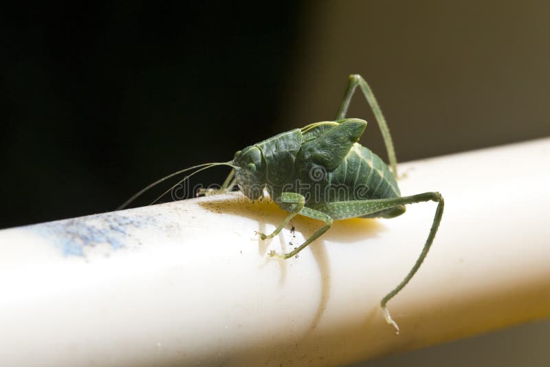 Immature Greater Angle-Wing Katydid, Green Bug with Wings Stock Photo ...
