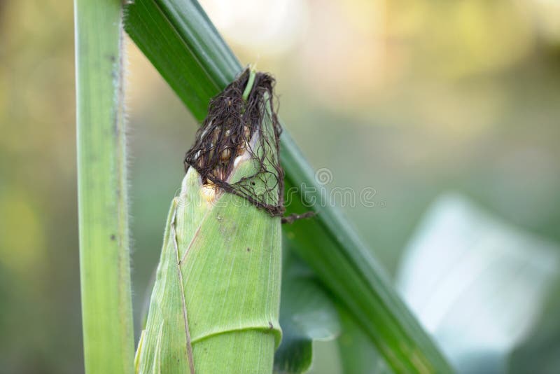 Immature Green Corn on the Cob Close-up Stock Image - Image of ...