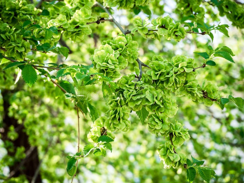 Immature Green Fruit of an Elm Tree on a Branch with Leaves Stock Image ...