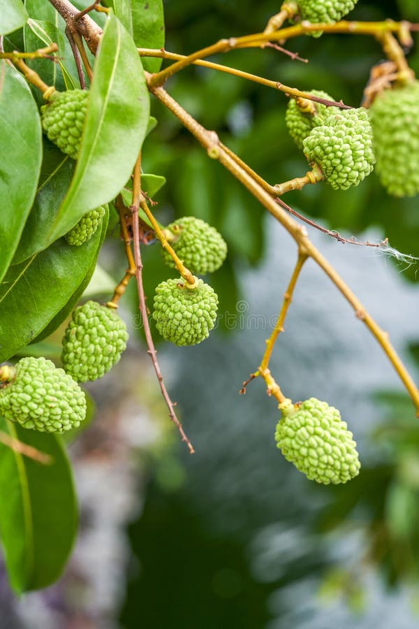 Immature Green Lychee Fruit on the Lychee Tree Stock Photo - Image of ...