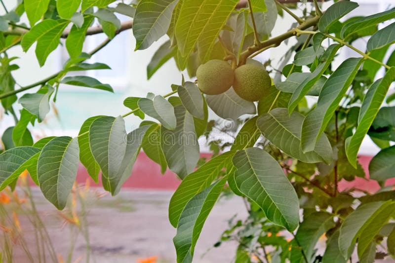 Green Walnut among the Green Foliage of the Walnut Tree Stock Photo ...