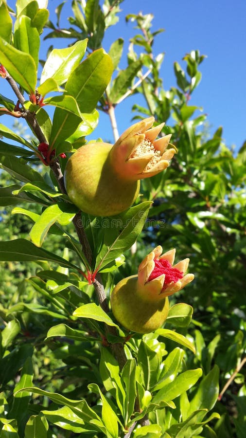 Grenades on the tree stock image. Image of antique, bridge - 35543141
