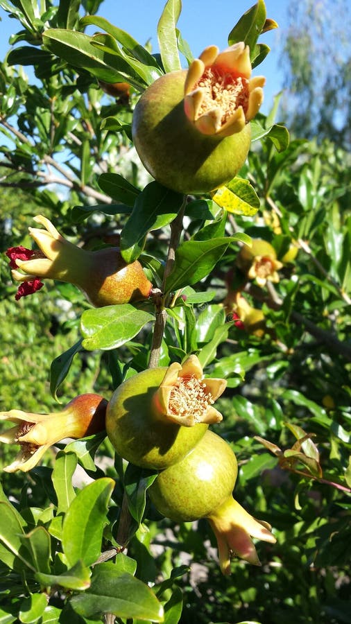 Grenades on the tree stock image. Image of antique, bridge - 35543141