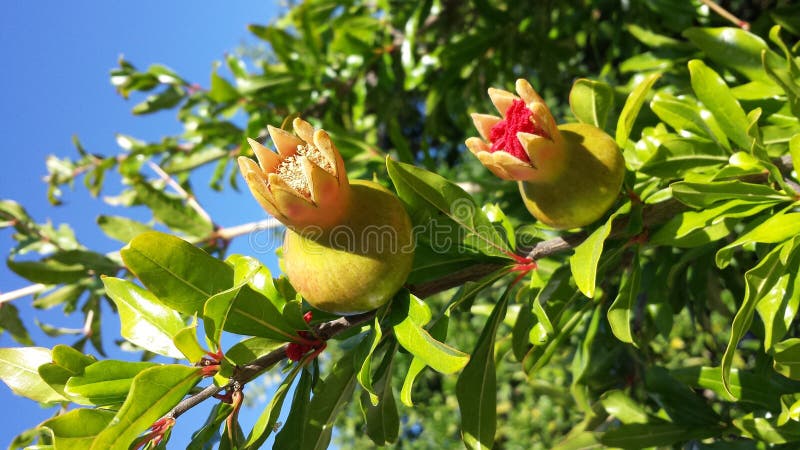 Immature Grenades on the Tree Stock Photo - Image of objects, group ...