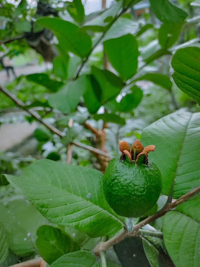Immature Guava is Dark Green in Color Stock Photo - Image of immature ...