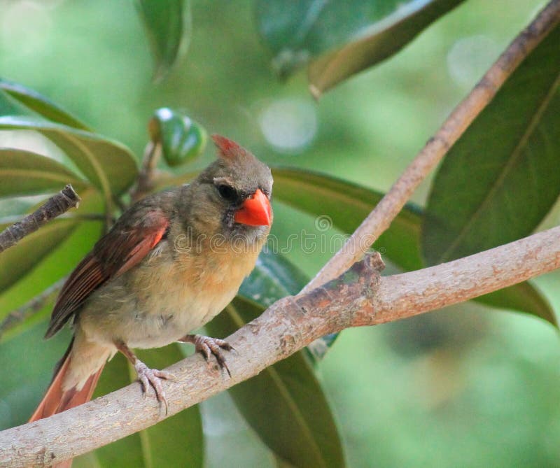 Immature Male Cardinal-Practice Mean Face Stock Photo - Image of ...