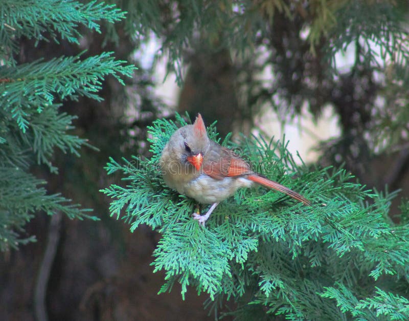 Immature Male Cardinal-Test Fly Stock Image - Image of young ...