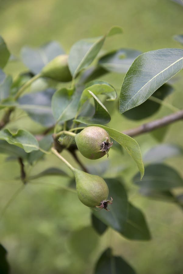 Immature pears on tree stock image. Image of natural - 73774907
