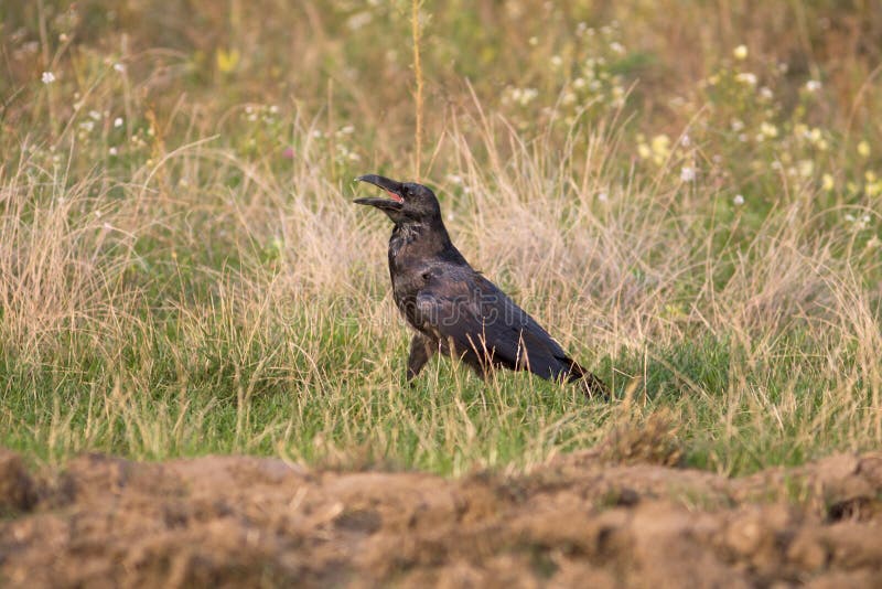 Immature of Raven (Corvus Corax) Stock Image - Image of abstract, brown ...