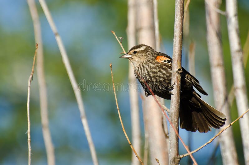 Immature Red-Winged Blackbird Stock Image - Image of young, branch ...