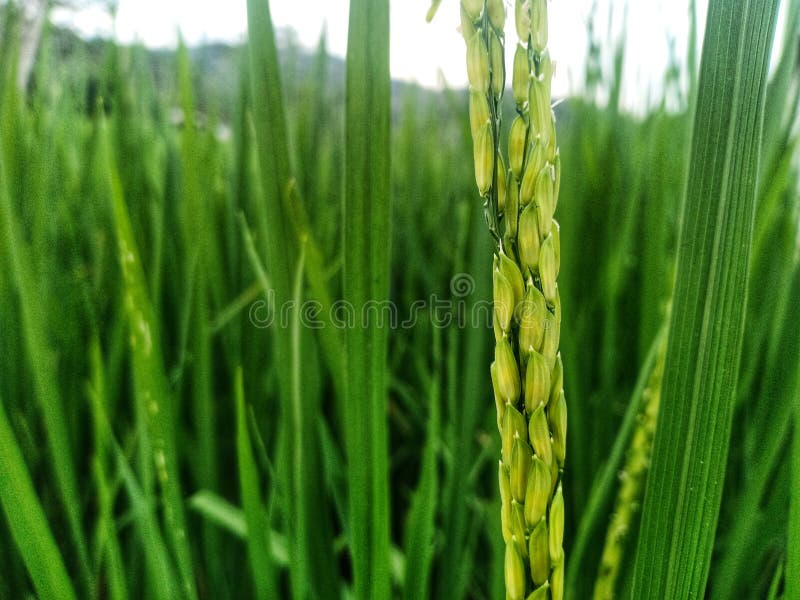 Immature Rice Plants are Bright Green Stock Image - Image of food, crop ...