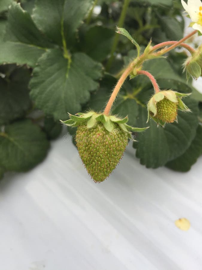 Immature strawberry stock image. Image of food, fruit - 70110373
