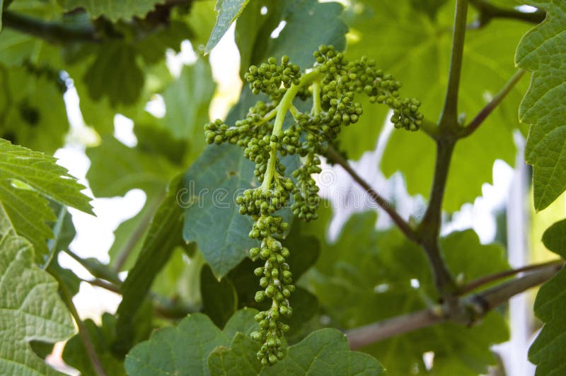 Immature Tiny Grapes, Grape Leaf, Grape Leaf and Grape Fruit Pictures ...