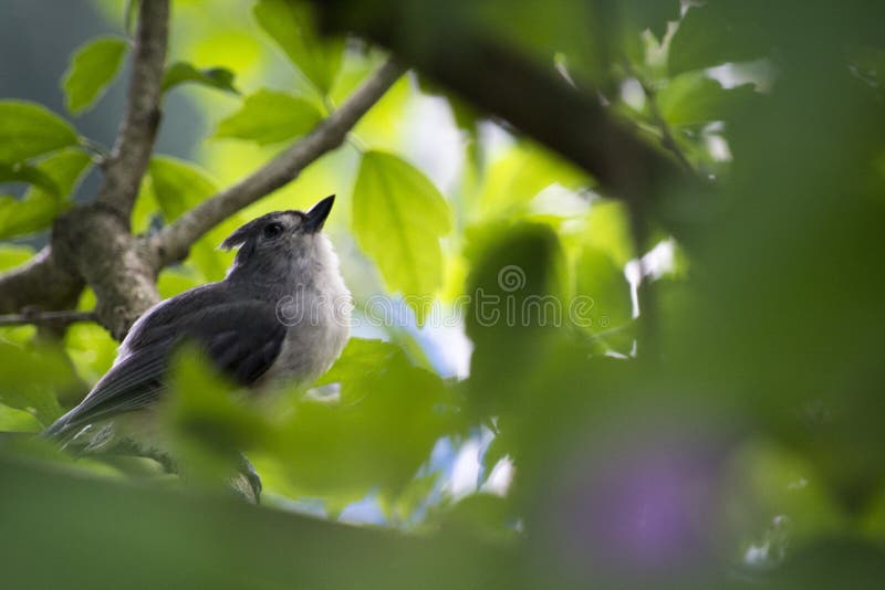 508 Titmouse Bush Stock Photos - Free & Royalty-Free Stock Photos from ...