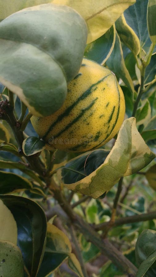 Immature Variegated Orange Stock Photos - Free & Royalty-Free Stock ...