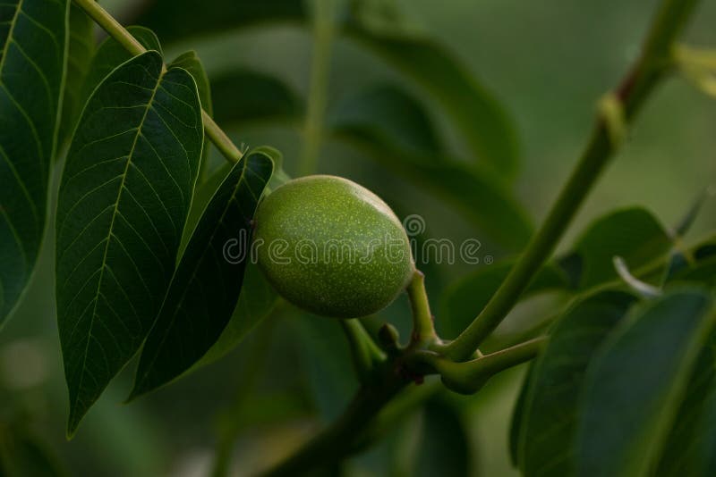 Immature Walnut Fruit on the Tree Branch Stock Image - Image of flora ...
