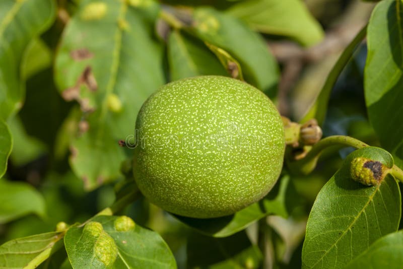 Immature Walnut Tree during Fruit Ripening Stock Image - Image of ...