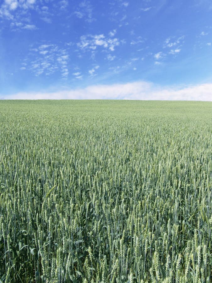 Immature Wheat Field Vertical Stock Photo - Image of garden ...