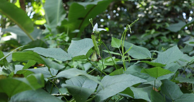 An Immature Winged Bean Pod and a Flower on a Winged Bean Vine Stock ...