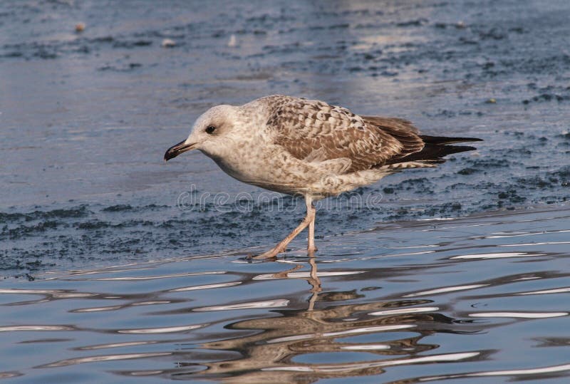 Immature Yellow-legged Gull, Larus Michahellis Stock Image - Image of ...