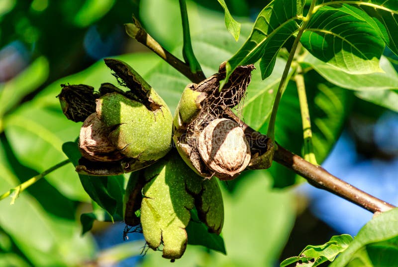 Immediately the Green Walnut Outer Shell is Breaking Stock Image ...