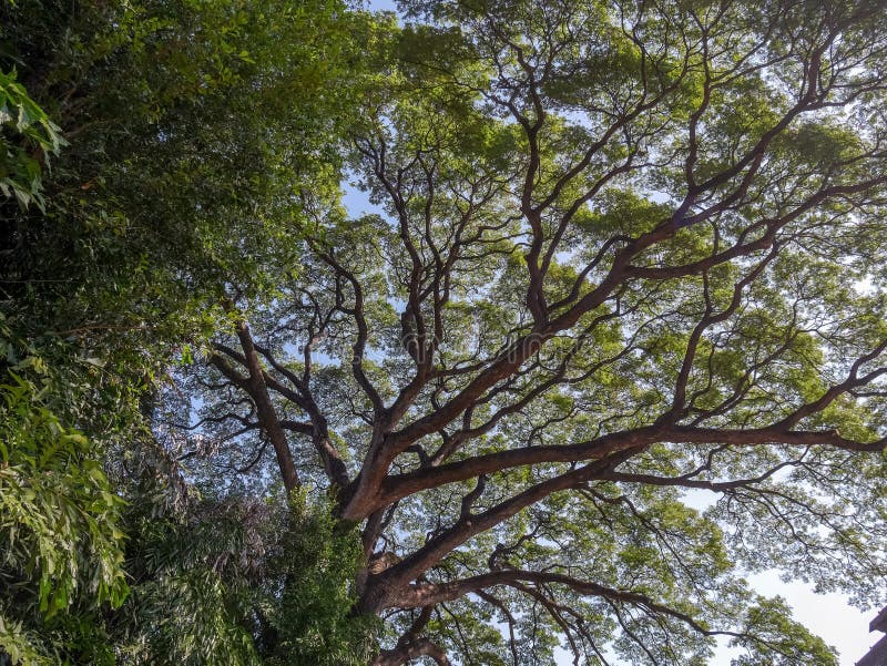 The Immense Canopy of a Tropical Rain Tree Stock Image - Image of shade ...