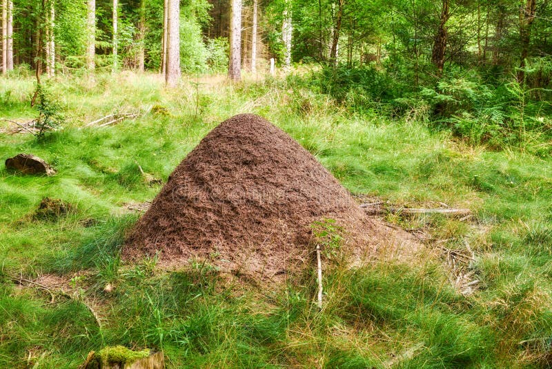 énorme Fourmilière Dans Une Forêt En Finlande Image stock - Image du ...