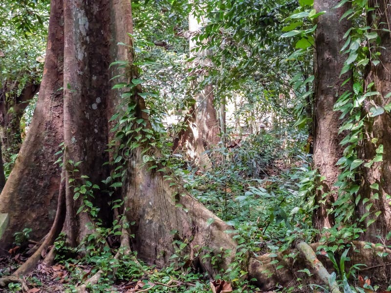 191 Thick Jungle Tree Trunks Stock Photos - Free & Royalty-Free Stock ...