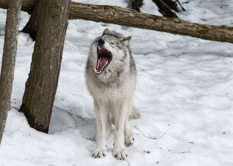 Yawning Wolf in the Quebec Boreal Forest Stock Image - Image of quebec ...